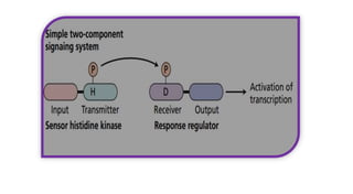 Two Component system.pptx