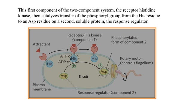 Two Component system.pptx