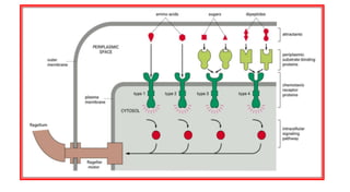 Two Component system.pptx