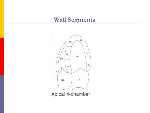 Two dimensional echocardiography