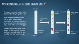 Two dimensional gel electrophoresis (2-DE) | PPTX