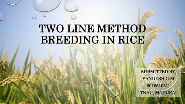 Two line breeding in RICE | PPTX | Infertility | Reproductive Health