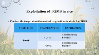 Two line breeding in RICE | PPTX