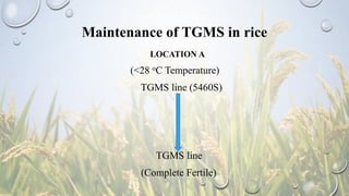 Two line breeding in RICE | PPTX
