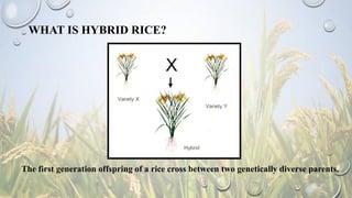 Two line breeding in RICE | PPTX | Infertility | Reproductive Health