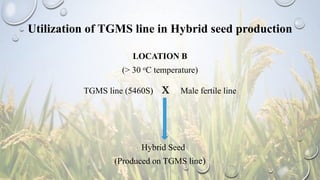 Two line breeding in RICE | PPTX