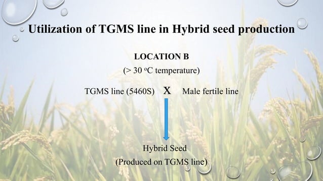 Two line breeding in RICE | PPTX | Infertility | Reproductive Health