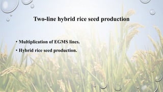 Two line breeding in RICE | PPTX