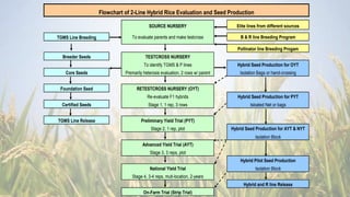 Two line breeding in RICE | PPTX