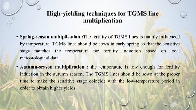 Two line breeding in RICE | PPTX | Infertility | Reproductive Health