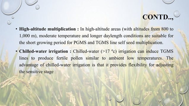 Two line breeding in RICE | PPTX | Infertility | Reproductive Health