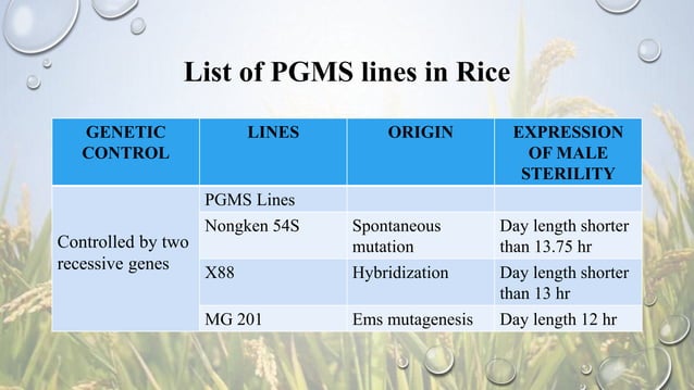 Two line breeding in RICE | PPTX | Infertility | Reproductive Health