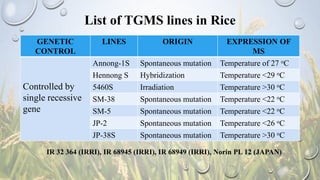 Two line breeding in RICE | PPTX