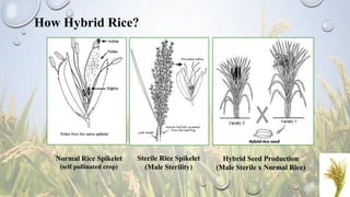 Two line breeding in RICE | PPTX