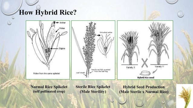Two line breeding in RICE | PPTX | Infertility | Reproductive Health