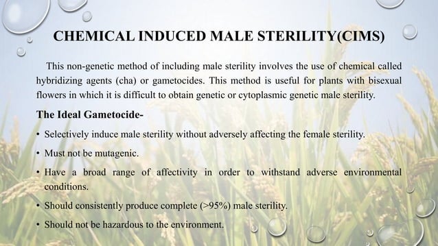 Two line breeding in RICE | PPTX | Infertility | Reproductive Health