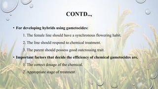 Two line breeding in RICE | PPTX