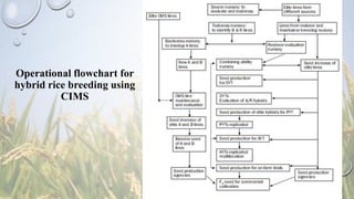 Two line breeding in RICE | PPTX