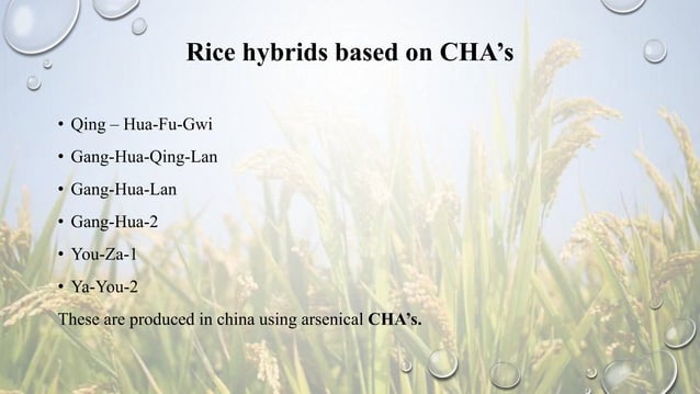 Two line breeding in RICE | PPTX | Infertility | Reproductive Health