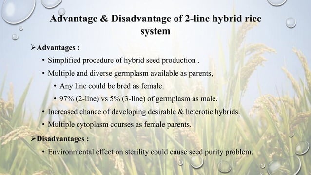Two line breeding in RICE | PPTX | Infertility | Reproductive Health