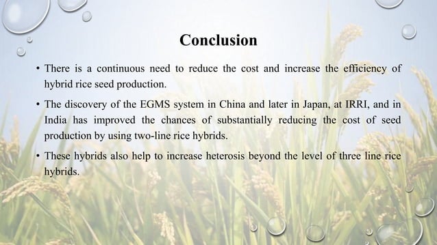 Two line breeding in RICE | PPTX | Infertility | Reproductive Health