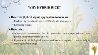 Two line breeding in RICE | PPTX