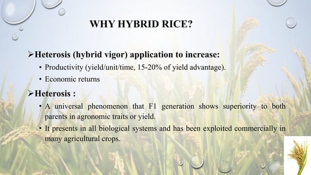 Two line breeding in RICE | PPTX | Infertility | Reproductive Health