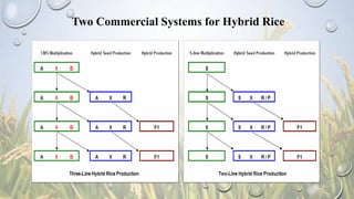 Two line breeding in RICE | PPTX