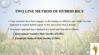 Two line breeding in RICE | PPTX