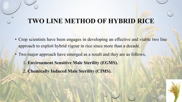 Two line breeding in RICE | PPTX | Infertility | Reproductive Health