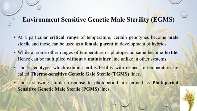 Two line breeding in RICE | PPTX | Infertility | Reproductive Health