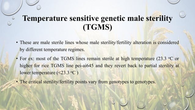 Two line breeding in RICE | PPTX | Infertility | Reproductive Health