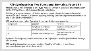 Oxidative Phosphorylation - Structure of ATP Synthase & Rotational ...