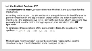 Oxidative Phosphorylation - Structure of ATP Synthase & Rotational ...