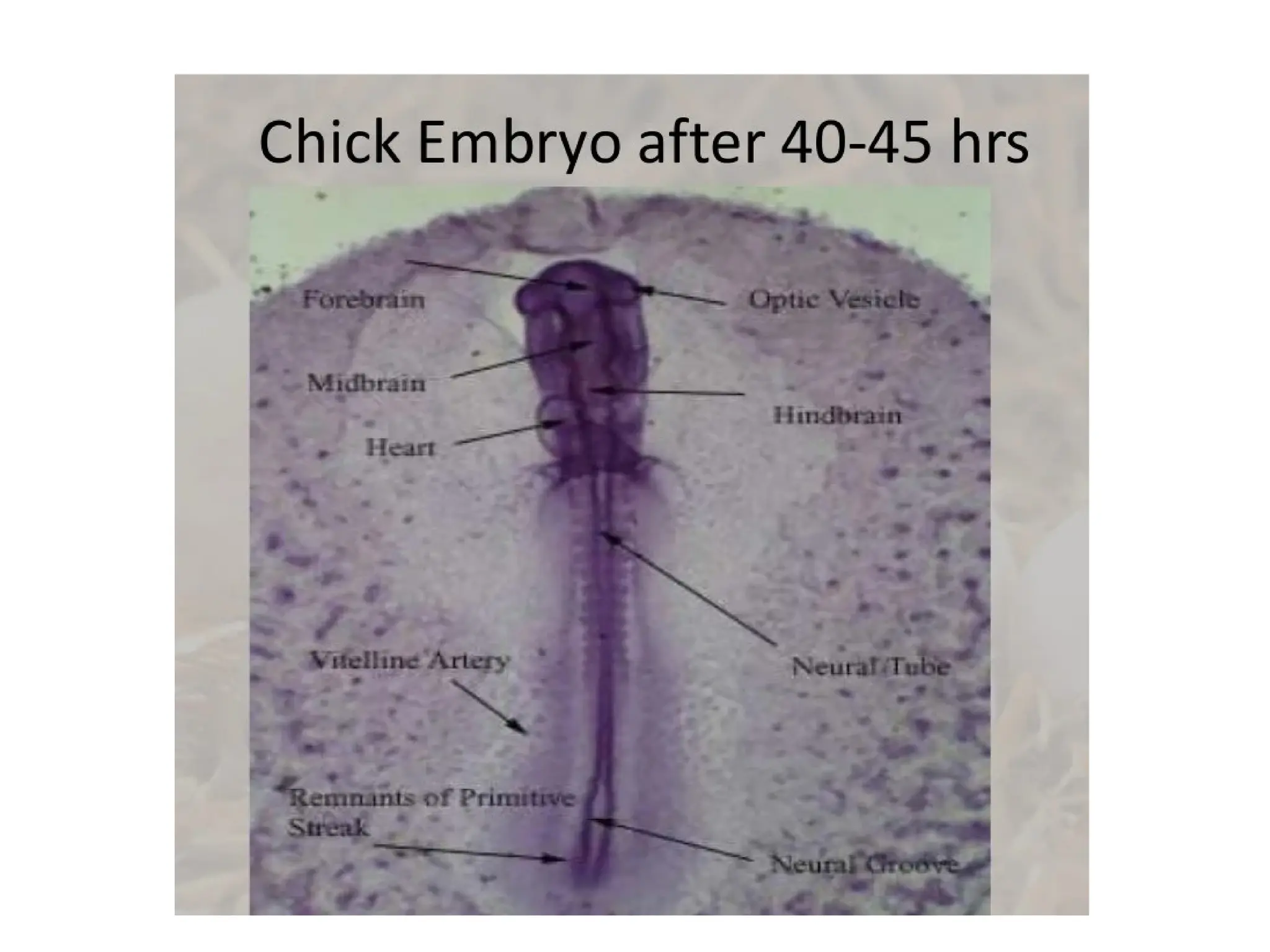 TY chick embryology presentaion Veena Dongare | PPTX
