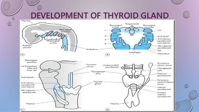 Tyhroid gland