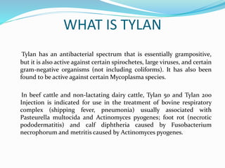Tylan - Antibiotic for Chicken, Swine & Turkeys | PPT | Free Download