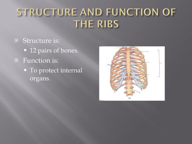 Tyler dolan skeletal system | PPT | Bone and Joint Conditions ...