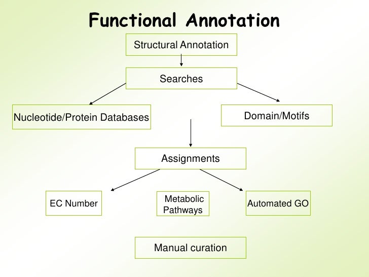 Tyler Functional Annotation Thurs 1120