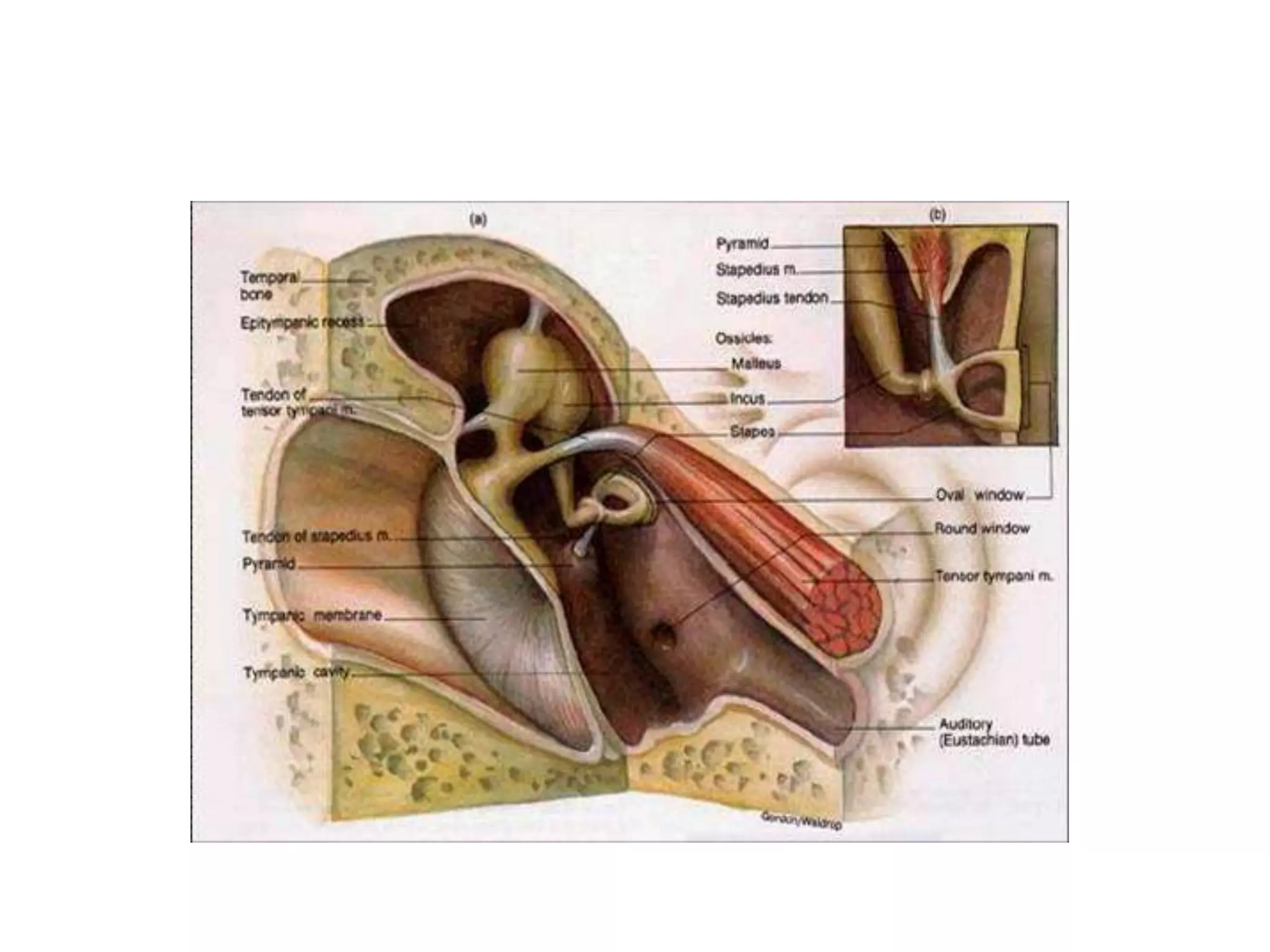 Tympanic membrane | PPTX