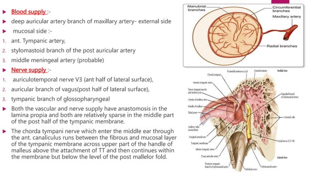 Tympanic membrane.pptx | Ear, Nose and Throat Conditions | Diseases and ...