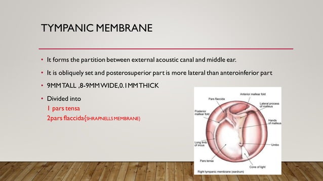 TYMPANIC MEMBRANEAND BLOOD AND NERVE SUPPLY OF MIDDLE EAR.pdf | Ear ...