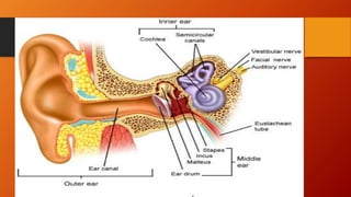 Tympanic membrane perforation | PPTX
