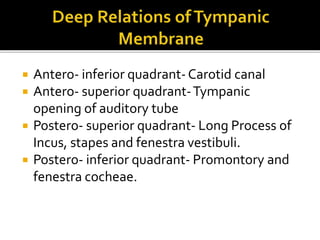 Tympanic Membrane ppt.pptx | Ear, Nose and Throat Conditions | Diseases ...