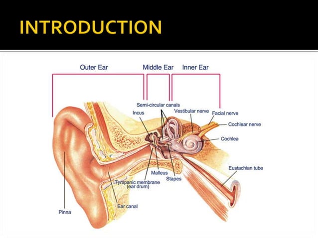 Tympanic Membrane ppt.pptx