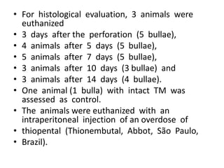 Tympanic perforation sponaneuos healing | PPT