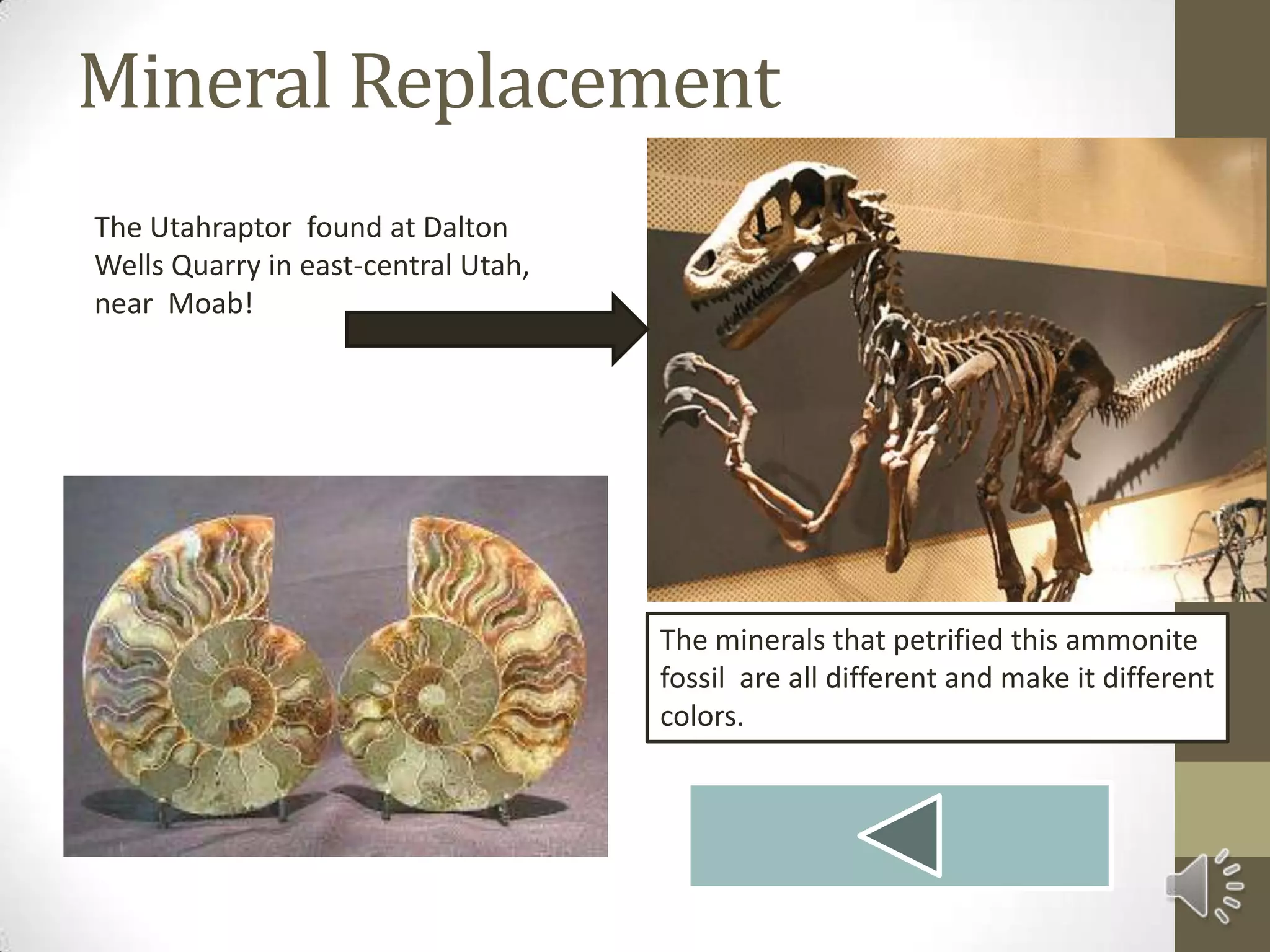 Types of fossils | PPSX