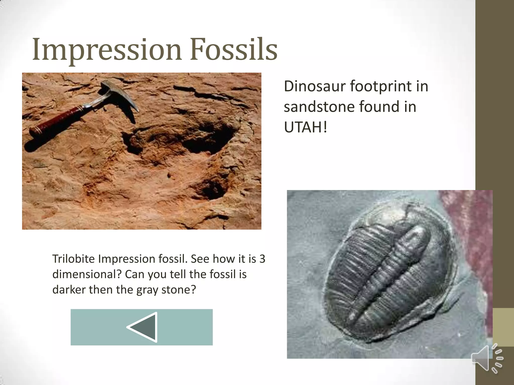 Types of fossils | PPSX