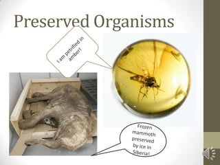 Types of fossils | PPSX