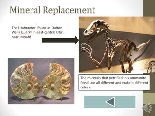 Types of fossils | PPSX